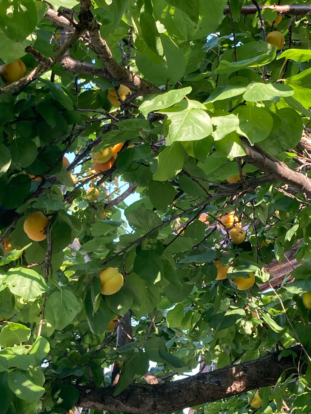 news – tajiri-anzuya